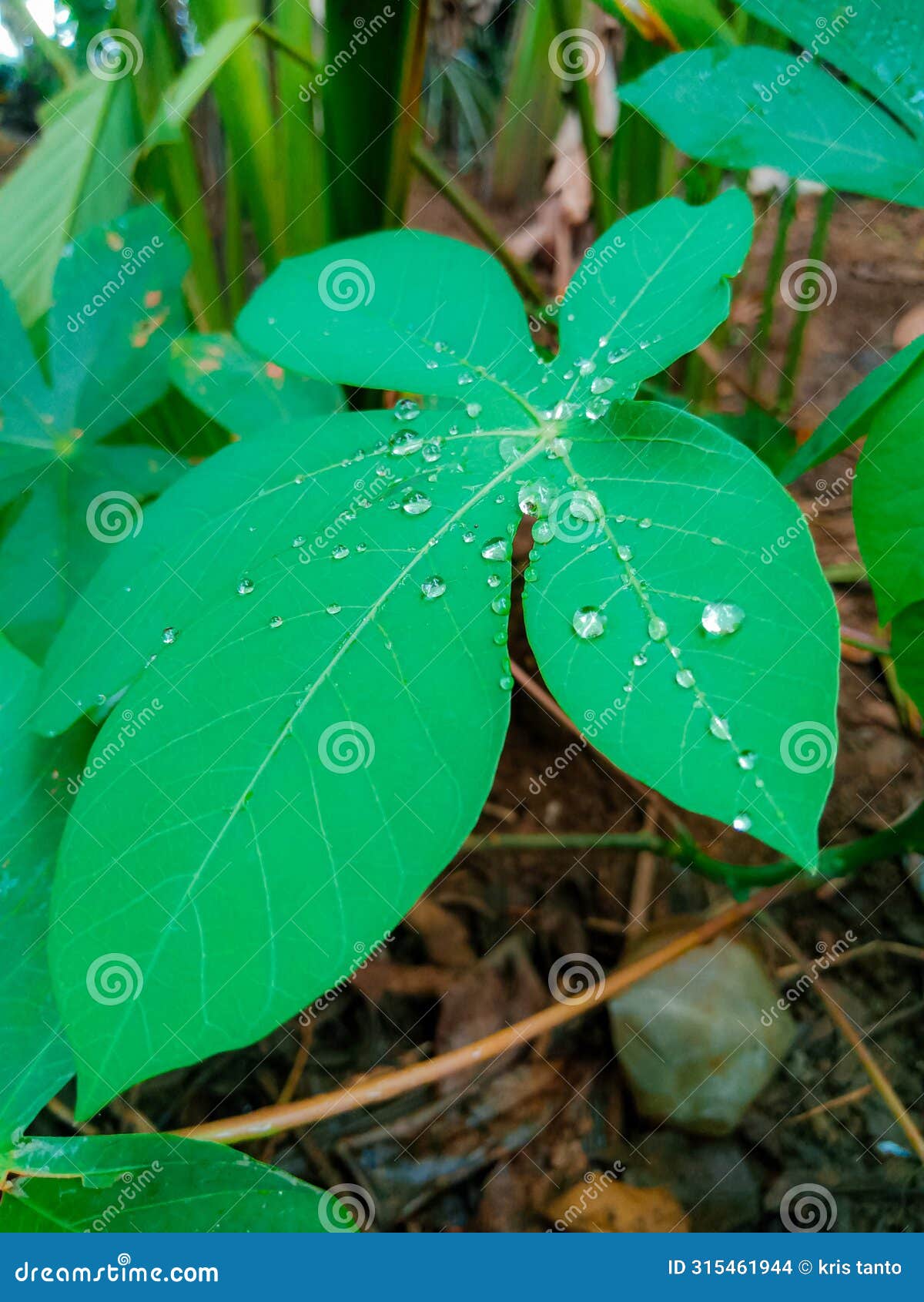 Cassava Leaves after Being Caught in the Rain Stock Photo - Image of ...