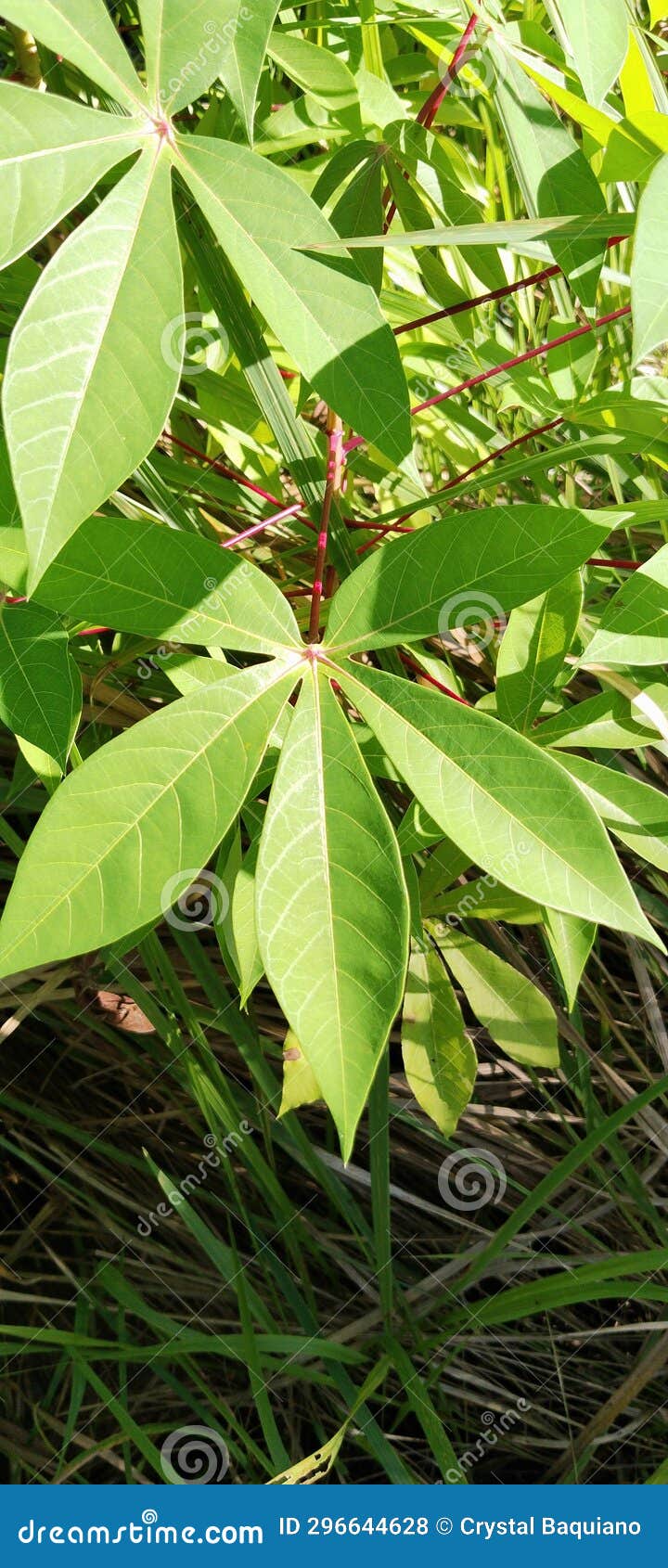 Cassava Leaves, Commonly Known As Root Crops. Stock Photo - Image of ...