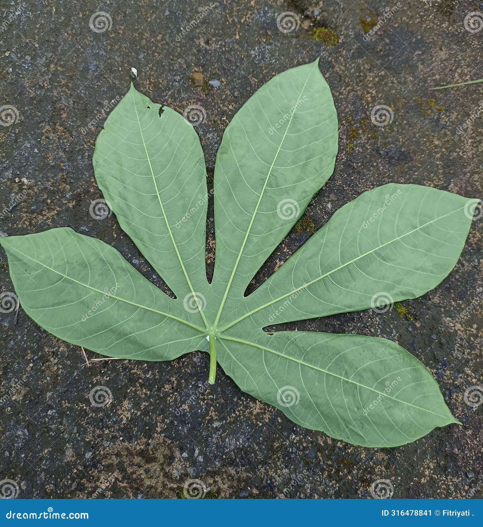 Image Of Cassava Plantation In The Field.Young Shoots Of Green Cassava ...