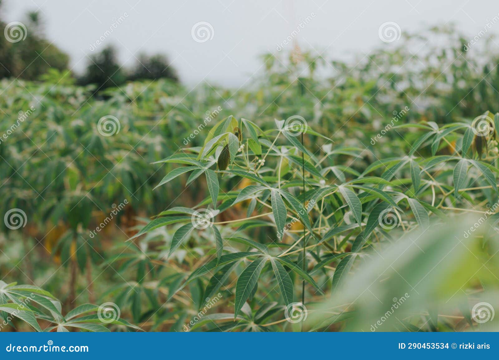 Cassava Leaves from less Fertile Plantations Stock Photo - Image of ...