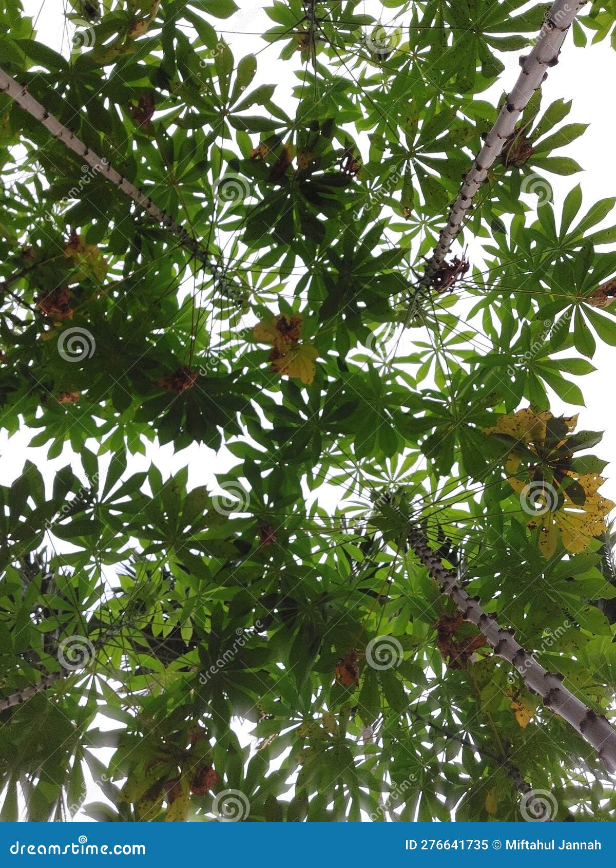 Cassava Yellow Variegated Royalty-Free Stock Image | CartoonDealer.com ...