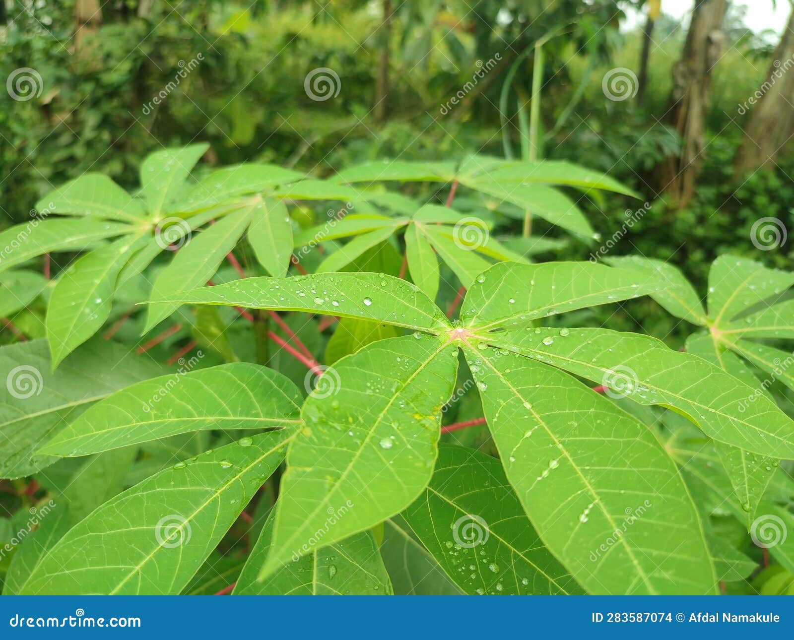Cassava Leaves With A Bright Blue Sky Background Royalty-Free Stock ...
