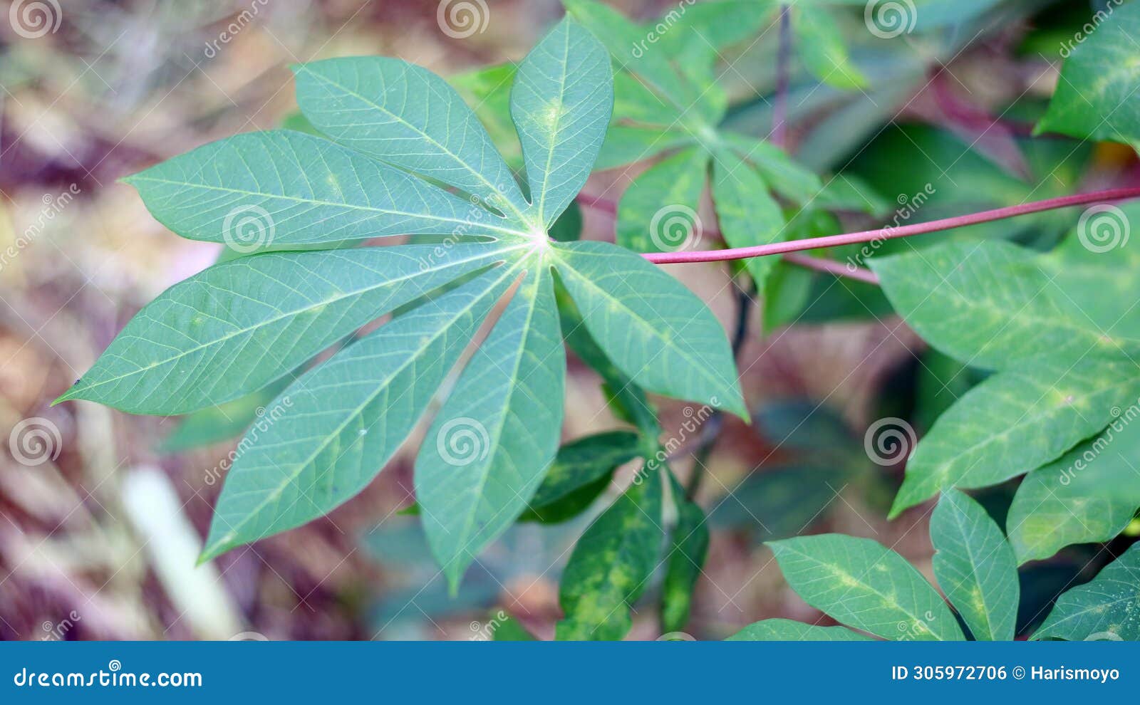 Cassava Leaves Stock Photo | CartoonDealer.com #289929534