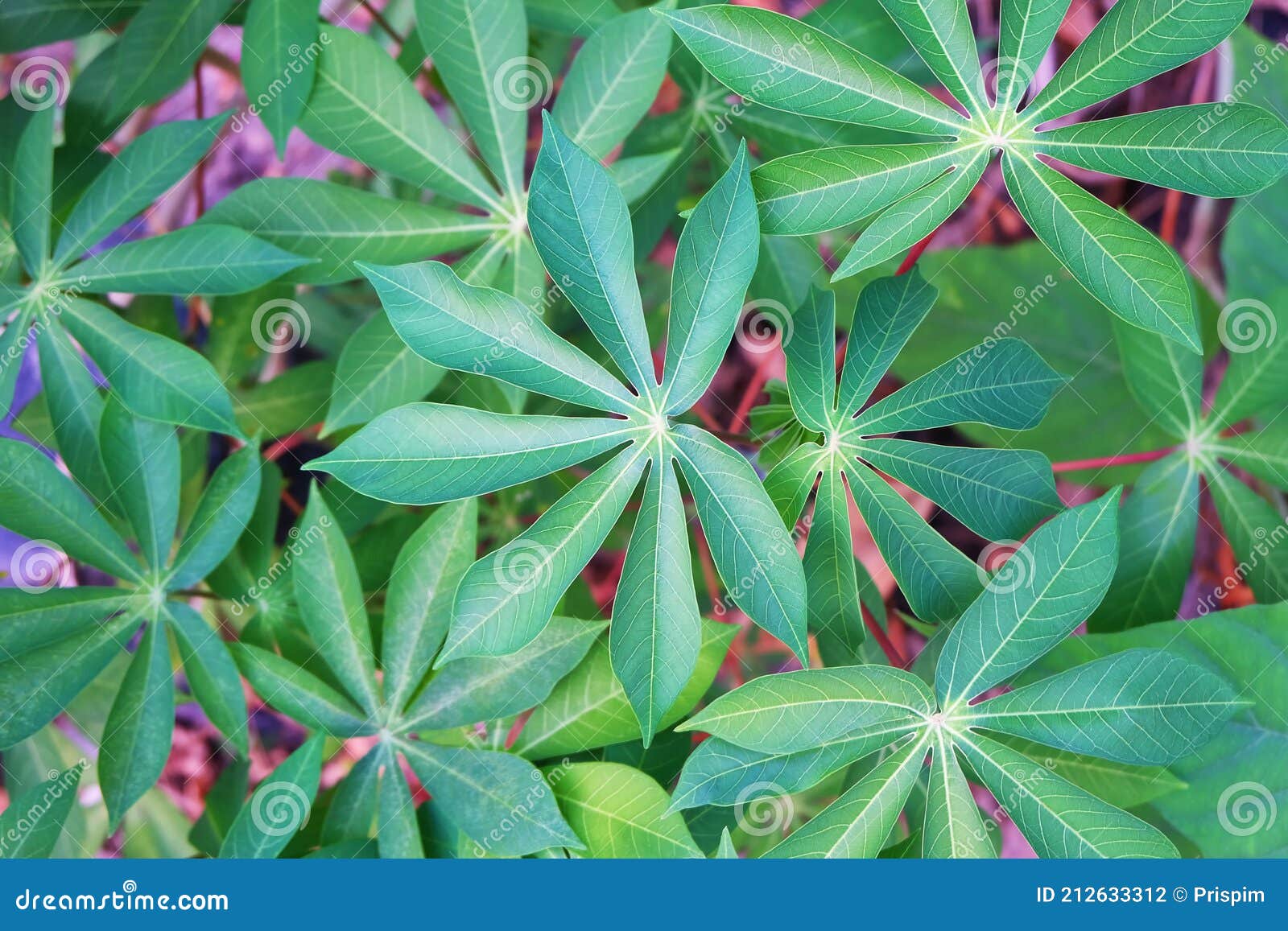 Cassava Leaves Have a Beautiful Shape and Pattern that is Distinct from ...