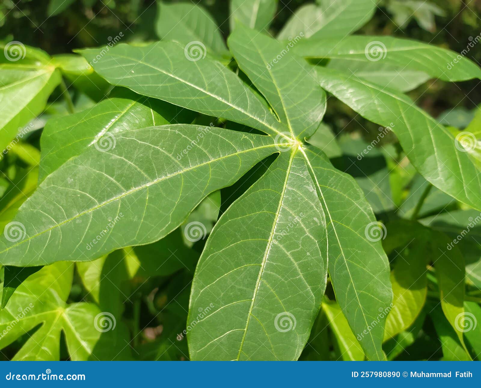 Cassava Leaves Have Five Fingers and Have Fresh Green Leaves Stock ...