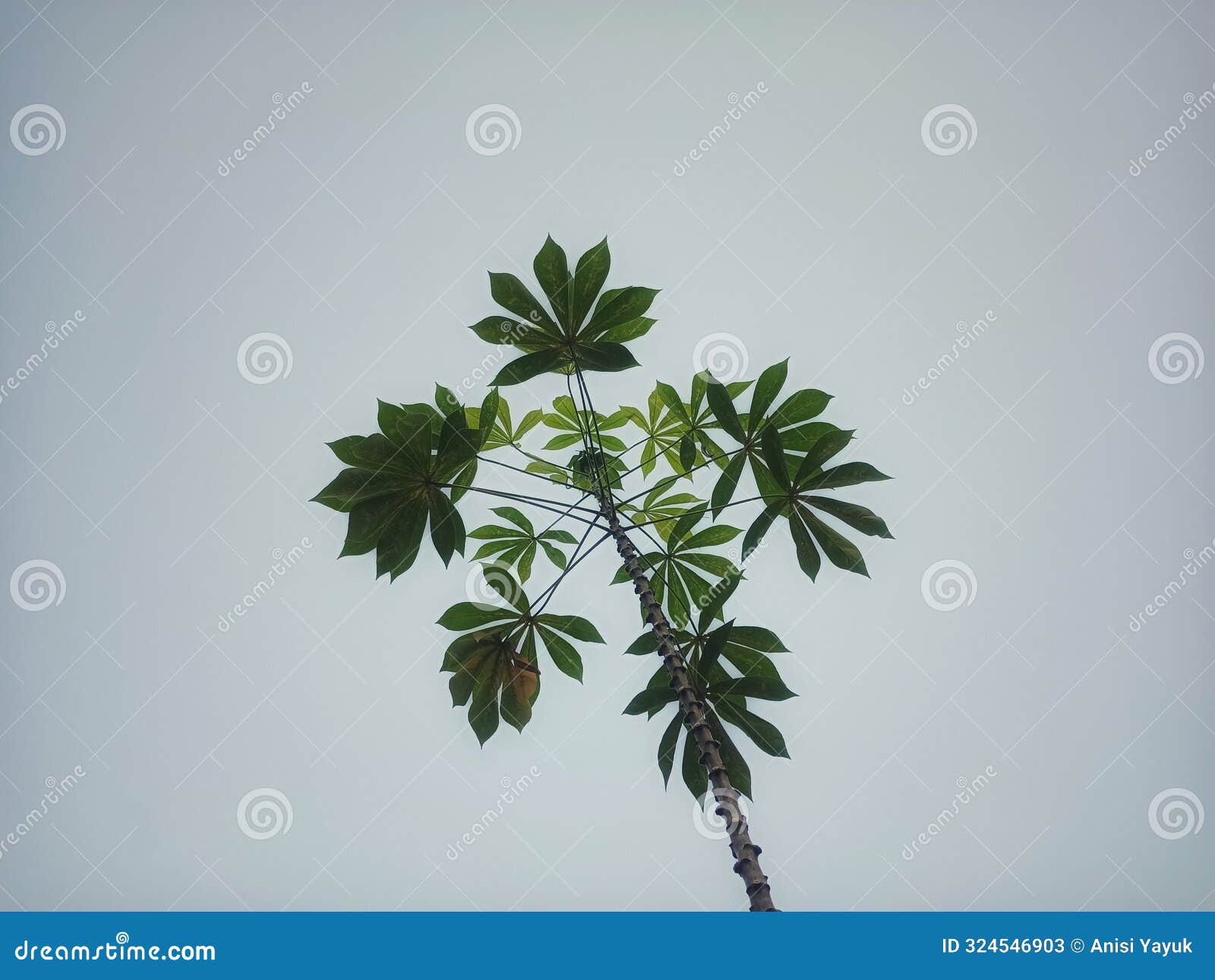 Cassava leaves. stock image. Image of isolated, background - 324546903