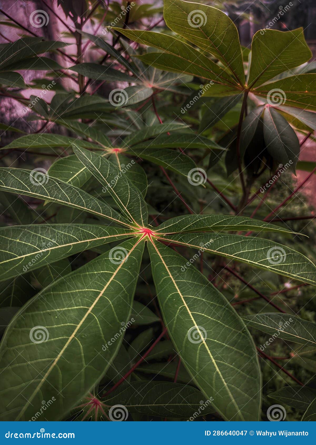 Cassava Leaves or Manihot Esculanta Crantz Stock Image - Image of color ...
