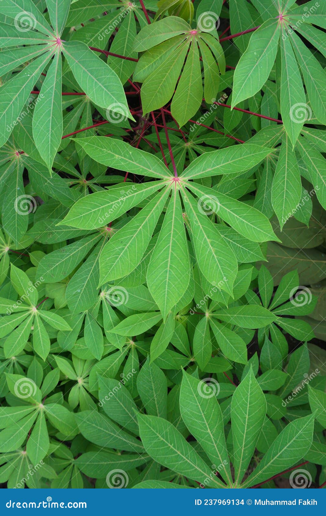 Cassava Leaves Pattern Background Close Up Stock Photography ...
