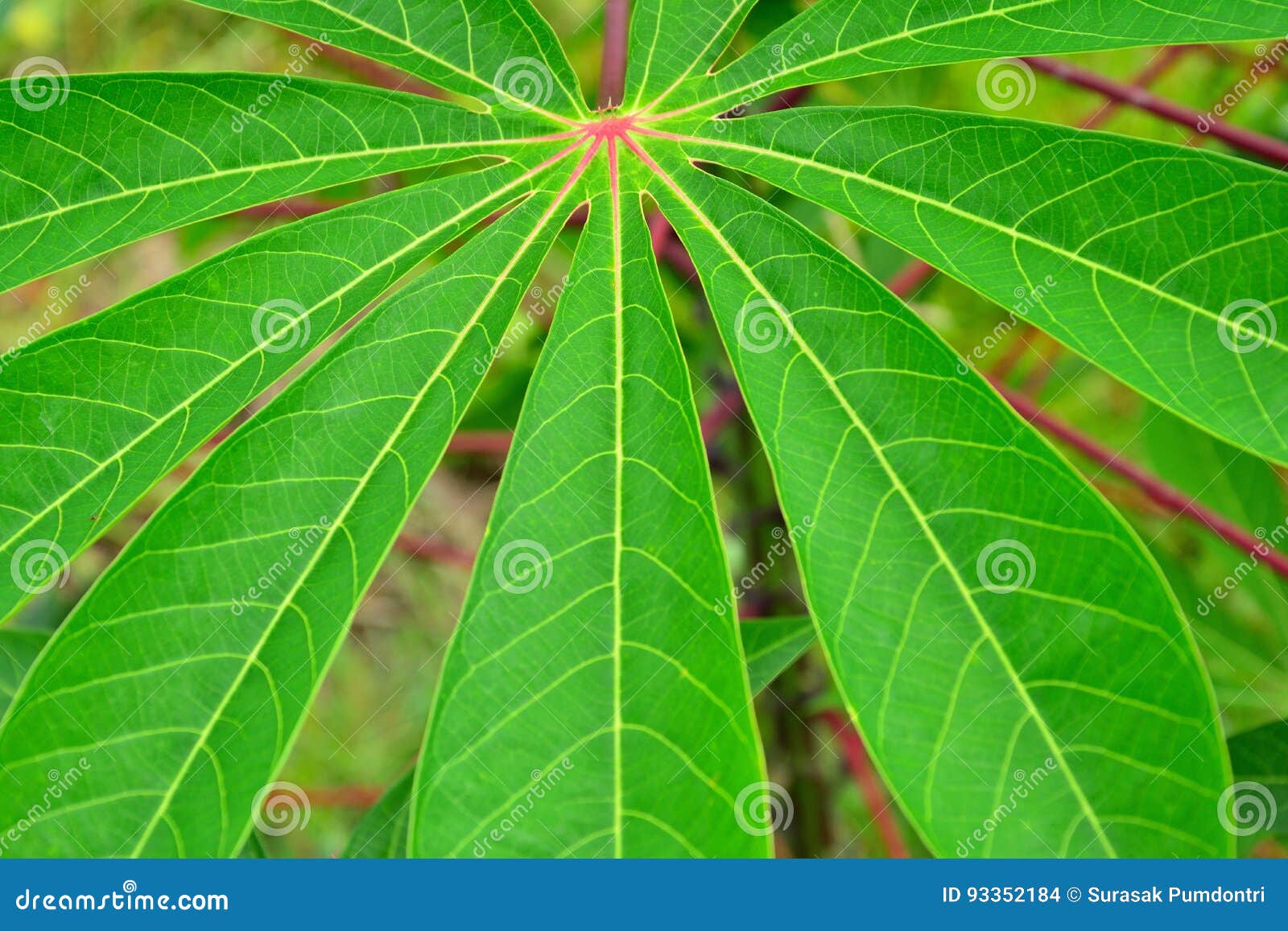 Cassava Leaves Texture Background. Stock Photo - Image of design ...