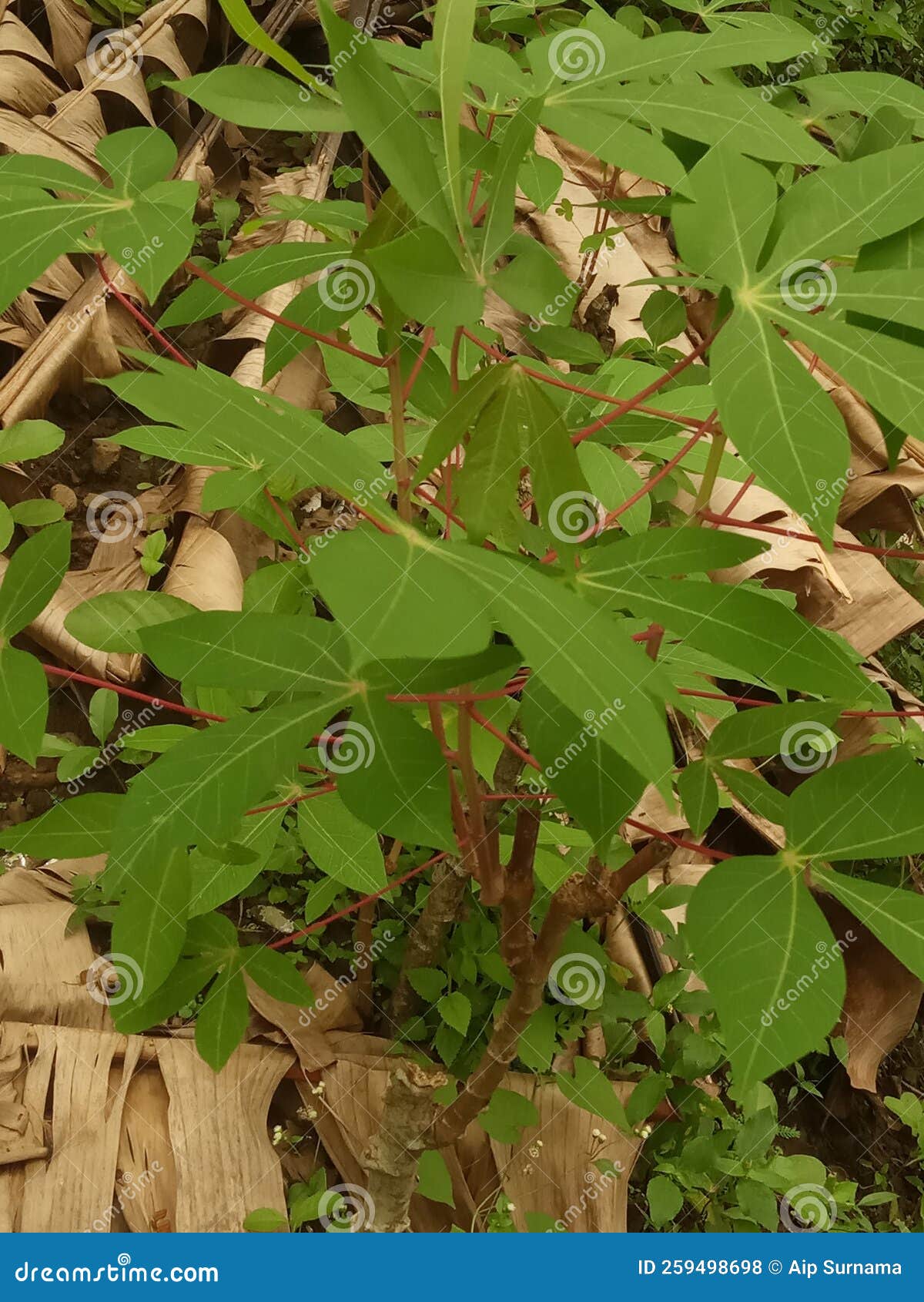 Cassava Leaves, Types of Green Vegetables Stock Photo - Image of types ...