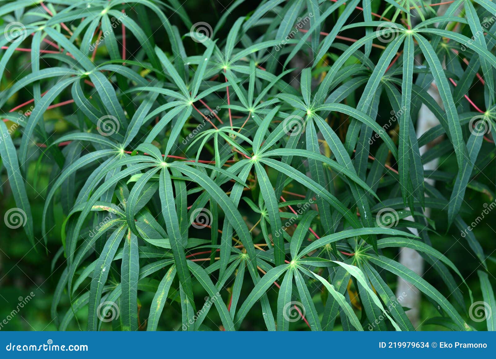 Cassava Leaves with a Unique Pattern in the Garden with Direct Sunlight ...