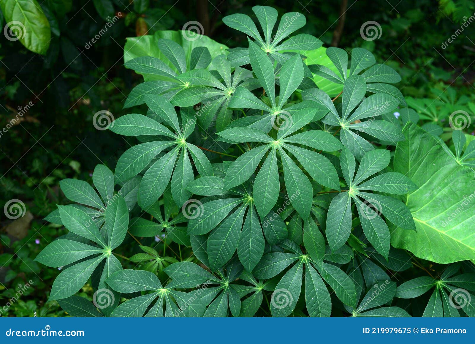 Cassava Leaves with a Unique Pattern in the Garden with Direct Sunlight ...