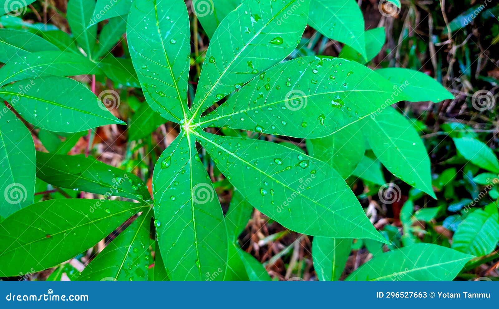 Cassava Leaves are Usually Used As a Vegetable by Local Supporters ...