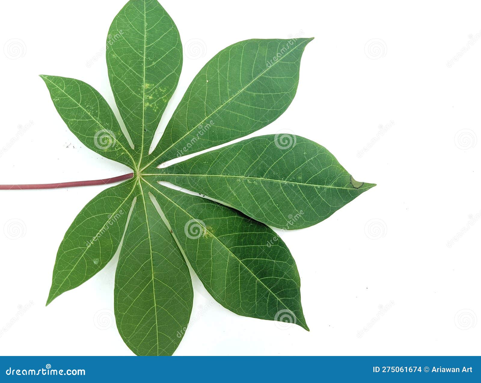 Cassava Leaves on White Background. Stock Photo - Image of pattern ...