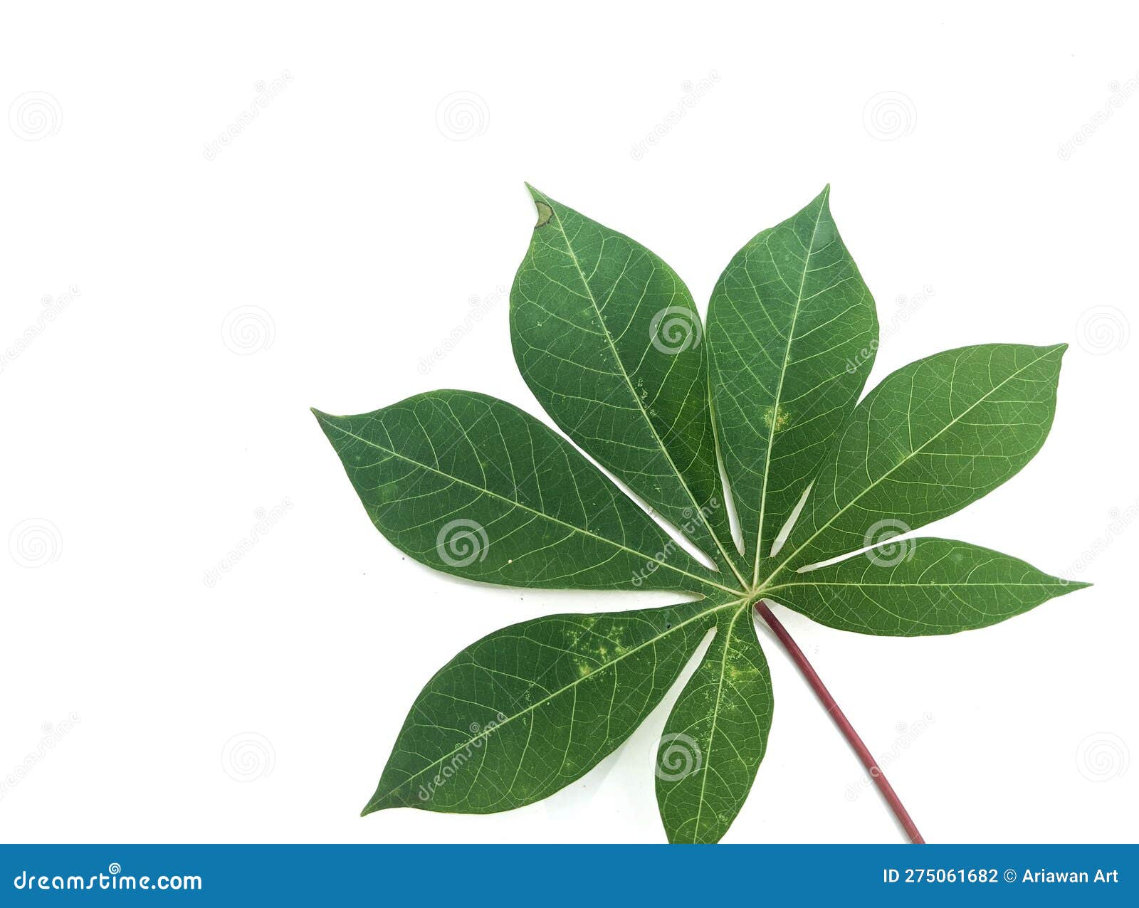Cassava Leaves on White Background. Stock Photo - Image of tree, fruit ...