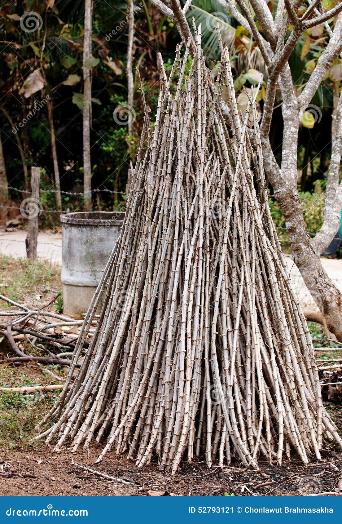Cassava stock image. Image of cultivate, food, agriculture - 52793121