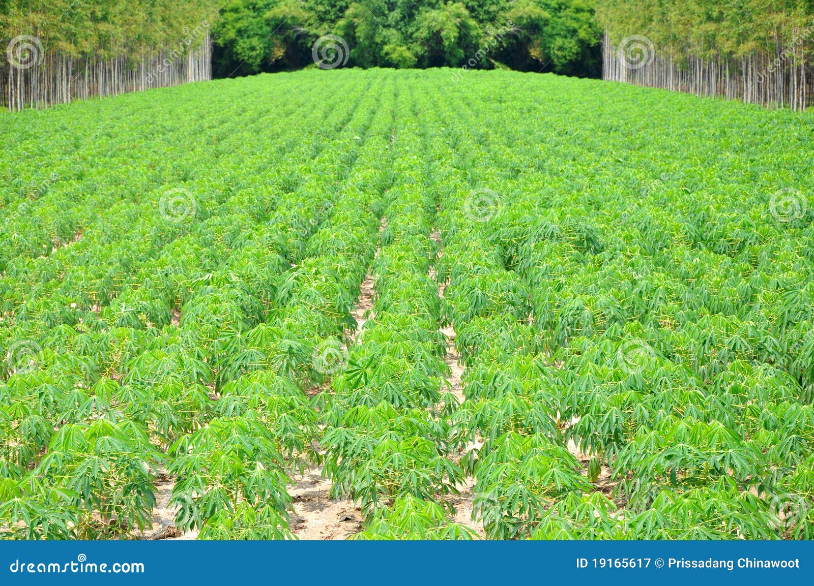 Cassava or Manioc Plant Field Stock Image - Image of farm, cultivate ...