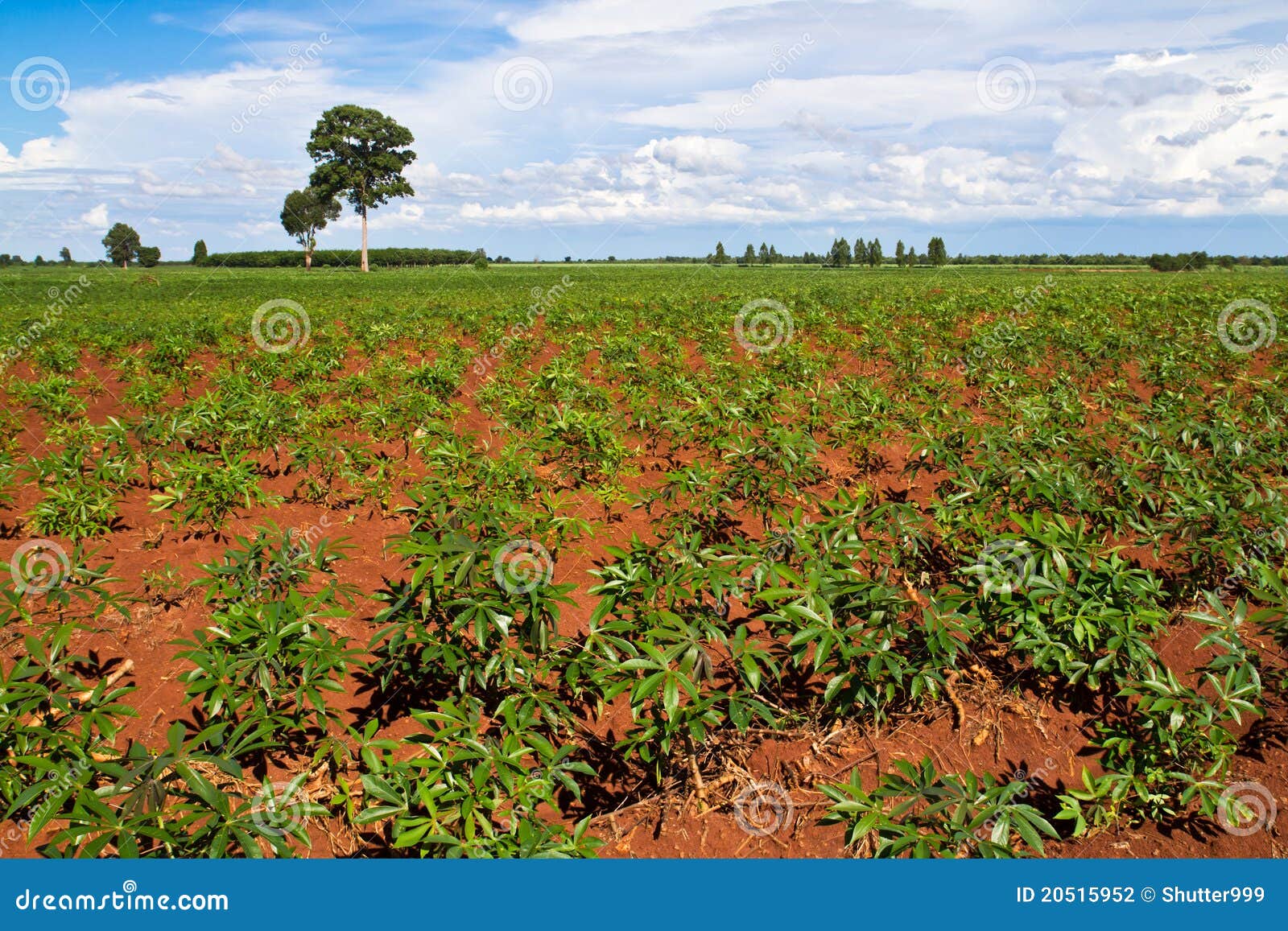Cassava or Manioc Plant Field Stock Photo - Image of mandioca, pigment ...