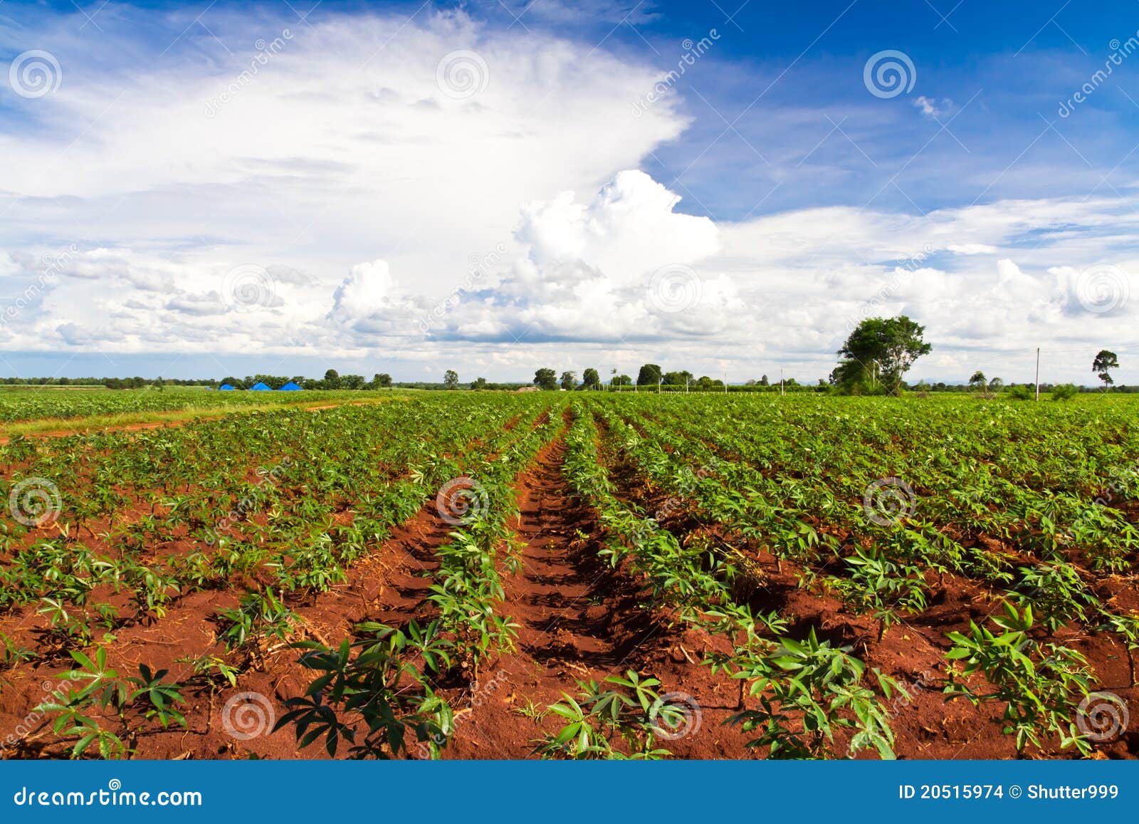 Cassava or Manioc Plant Field Stock Photo - Image of cultivate, grow ...