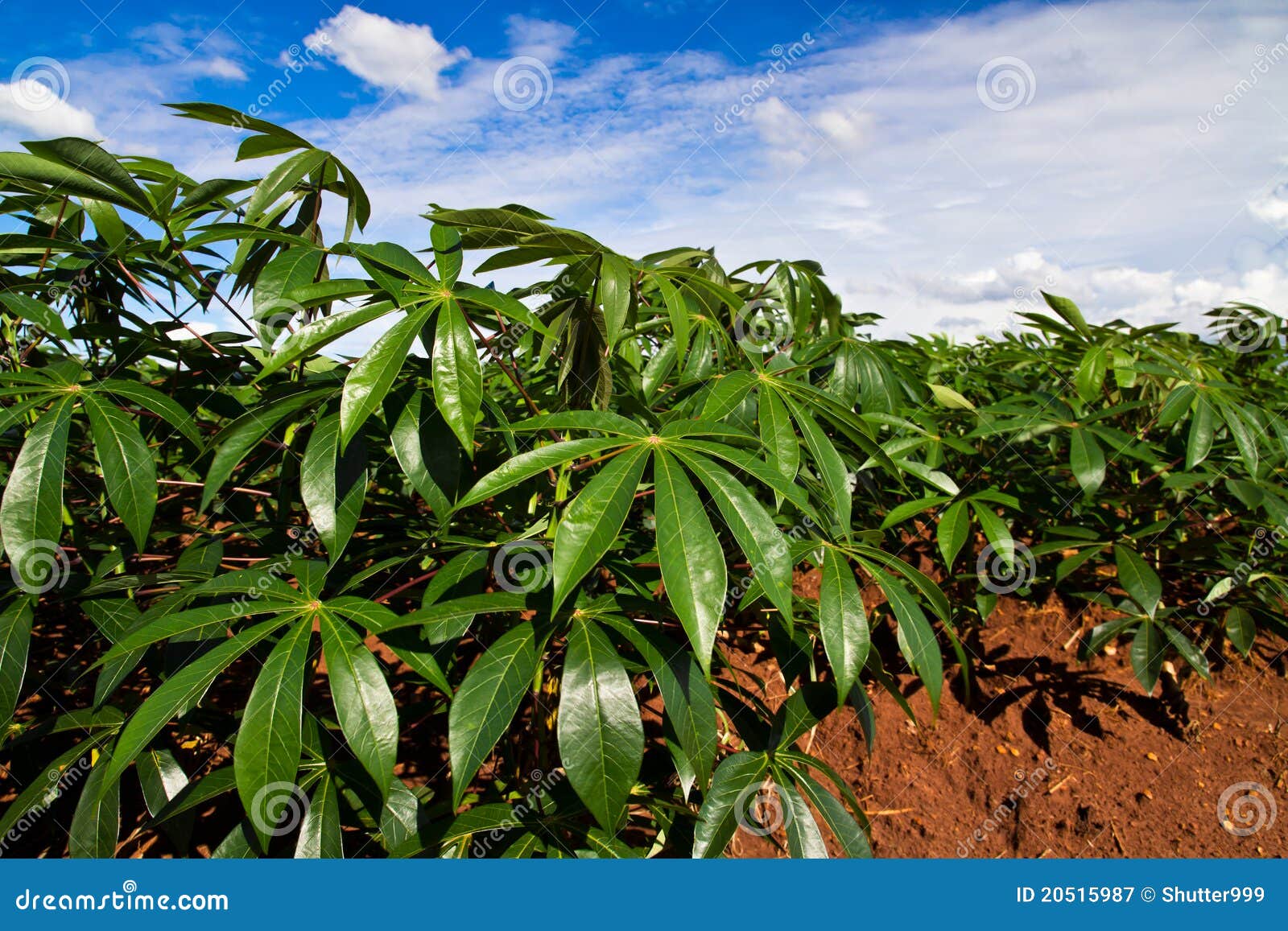 Cassava or Manioc Plant Field Stock Image - Image of foliage, pigment ...