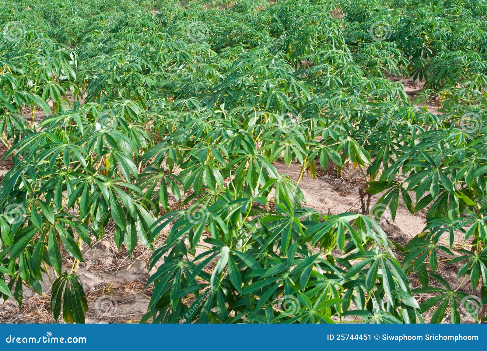 Cassava or Manioc Plant Field Stock Image - Image of arrange, farm ...