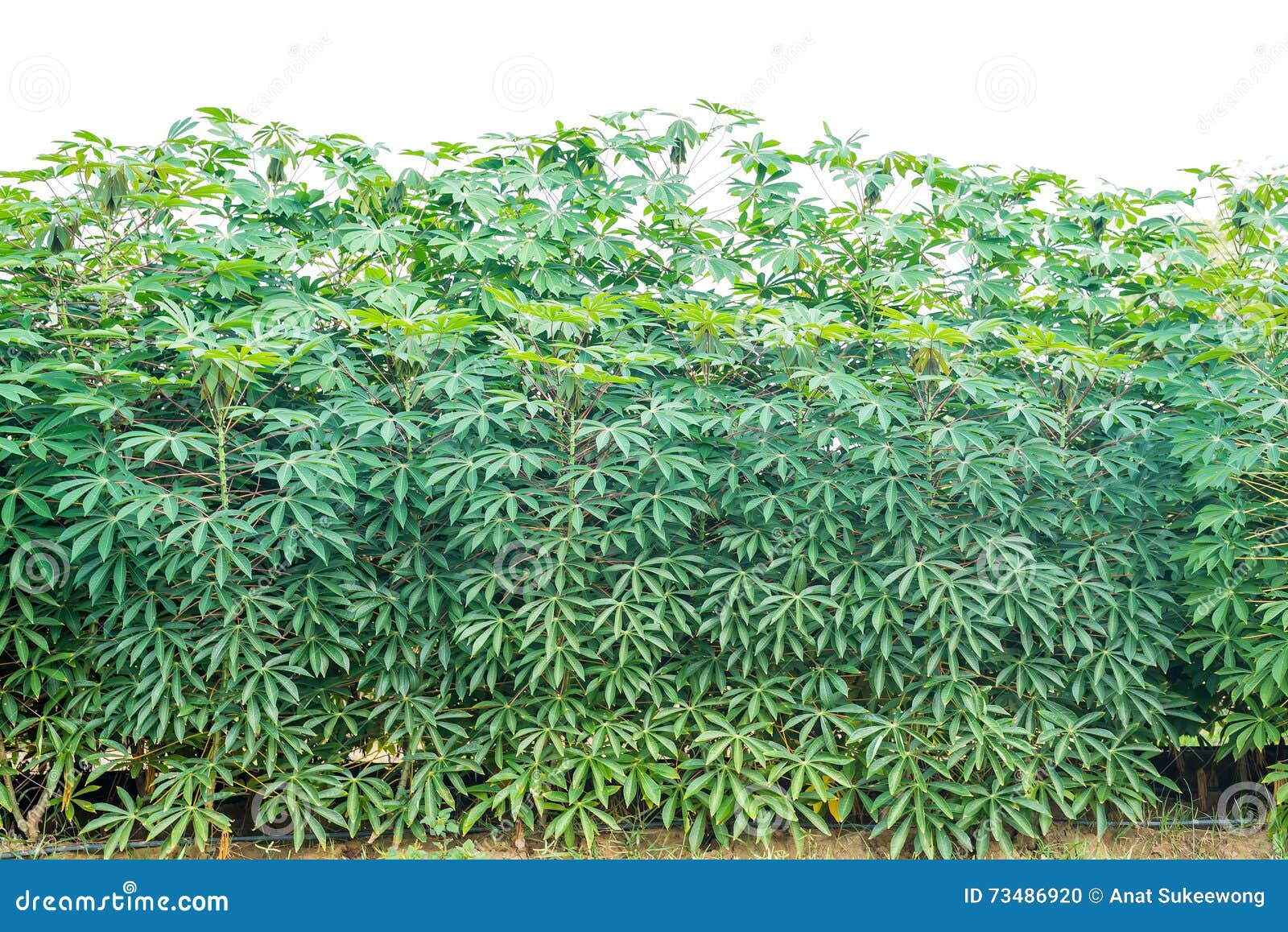 Cassava or manioc plant stock photo. Image of food, plant - 73486920