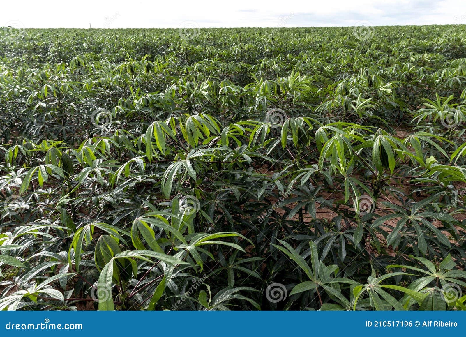 Cassava or Manioc Plant on Field Stock Photo - Image of food, farming ...