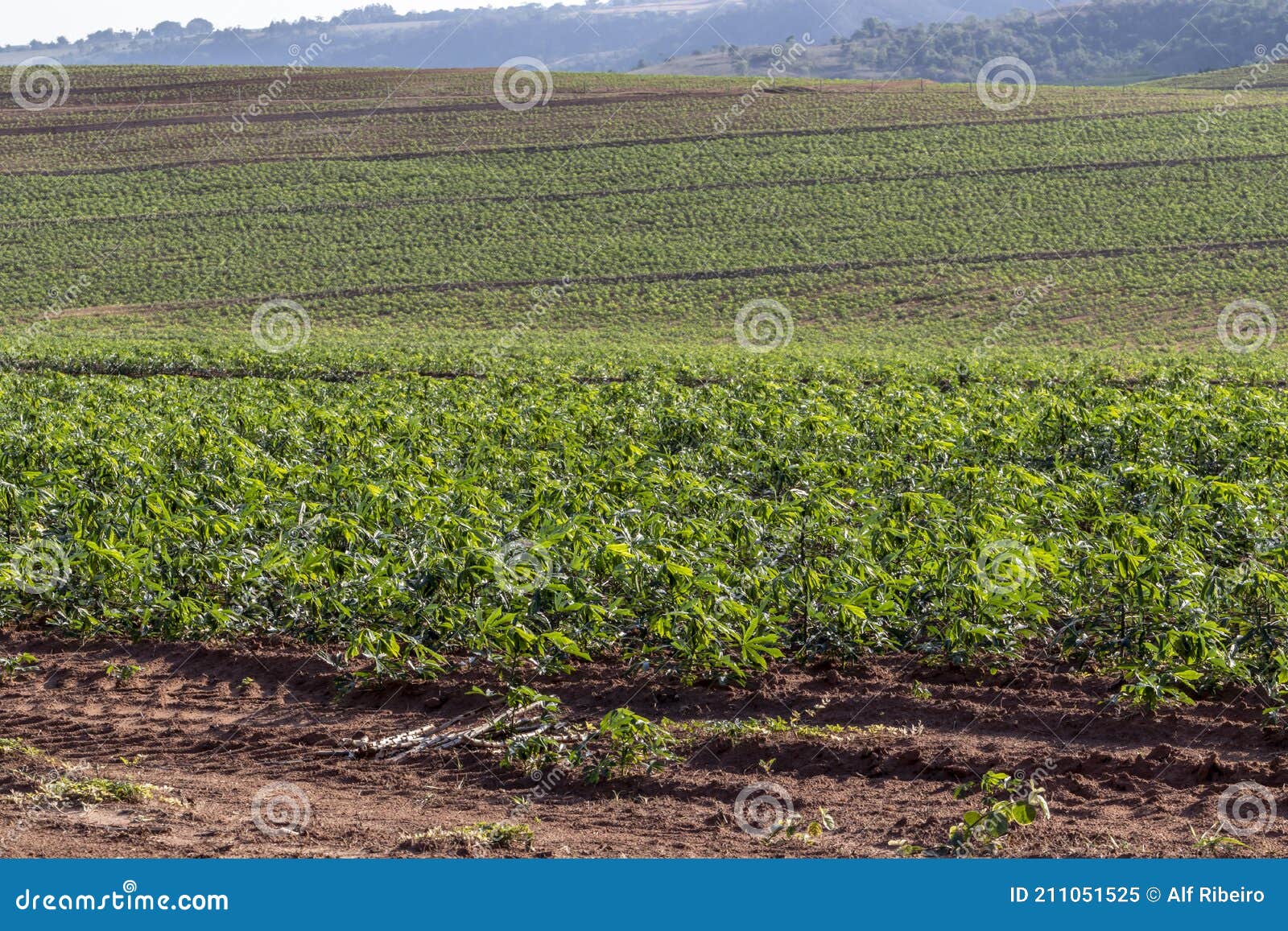Cassava or Manioc Plant on Field Stock Image - Image of agribusiness ...
