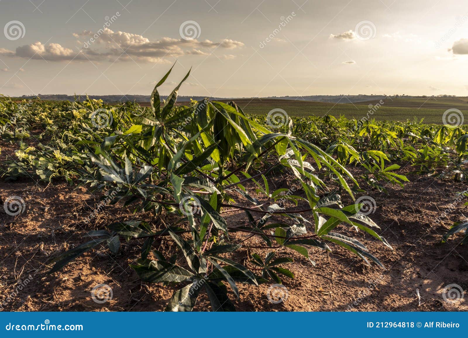 Cassava or Manioc Plant on Field Stock Photo - Image of farming ...