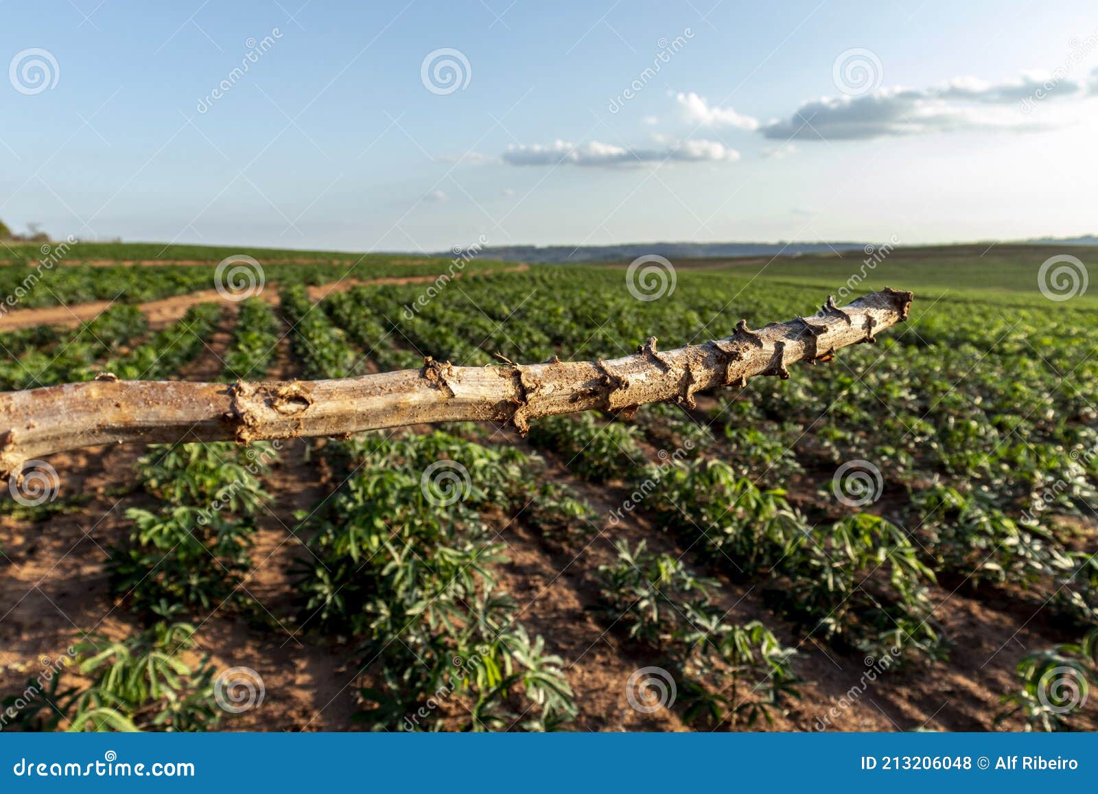 Cassava or Manioc Plant on Field Stock Photo - Image of green, fresh ...