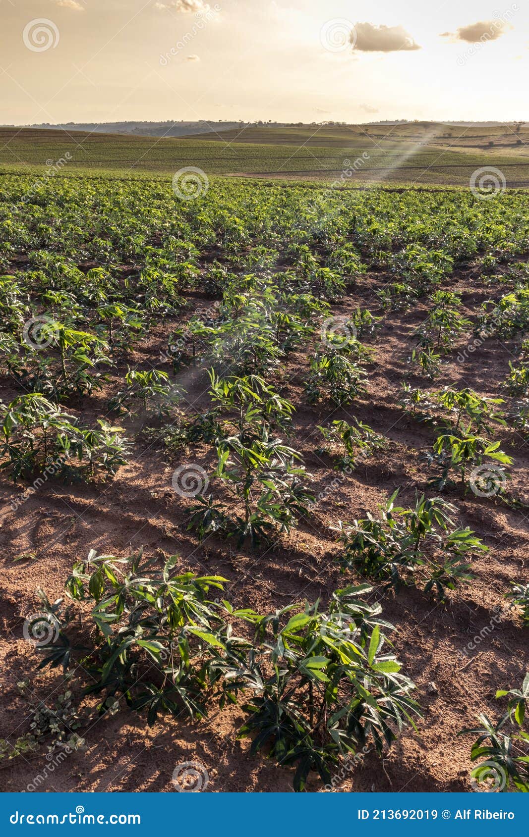 Cassava or Manioc Plant on Field Stock Image - Image of agronomy ...