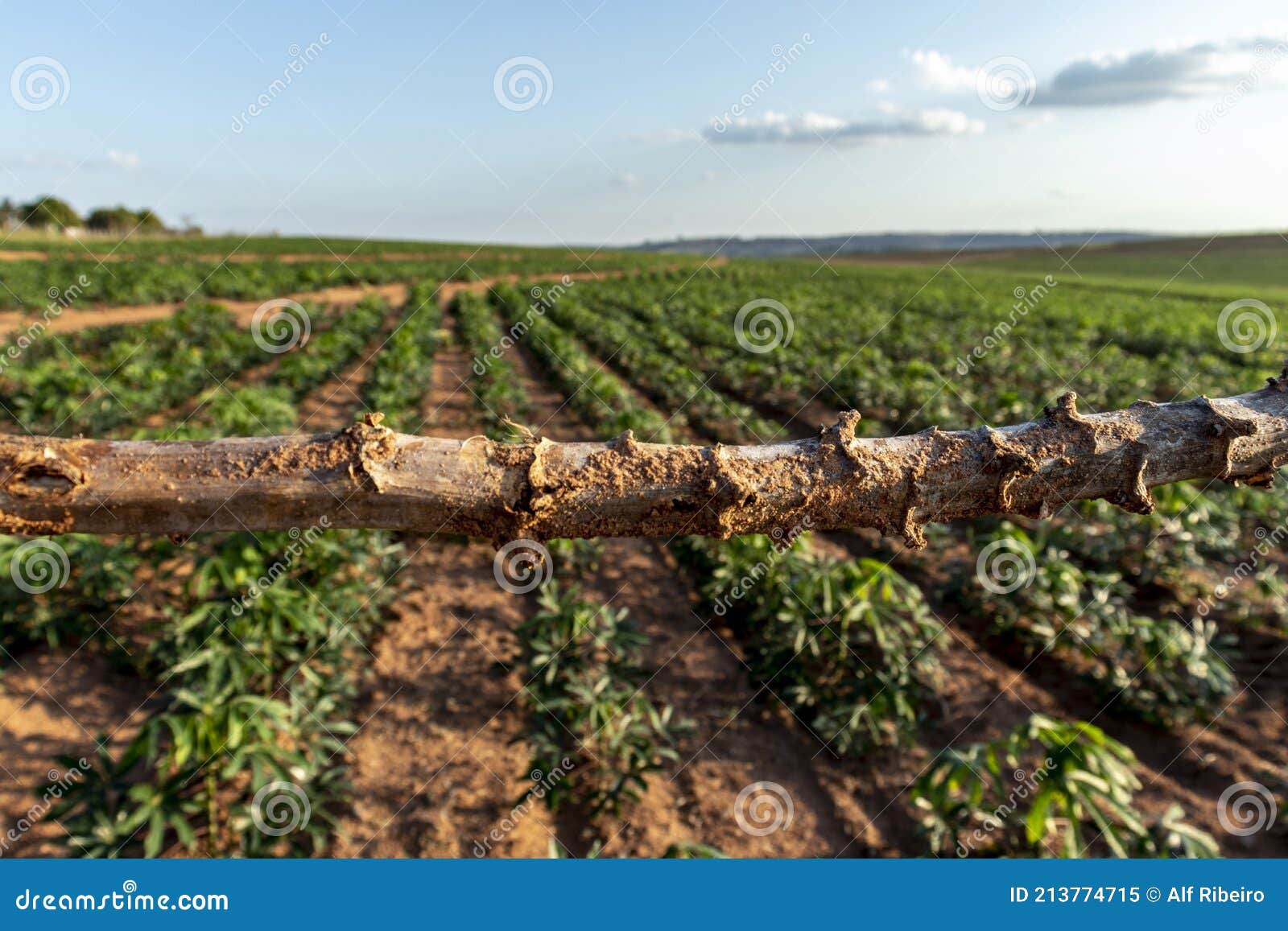 Cassava or Manioc Plant on Field Stock Image - Image of agricultural ...