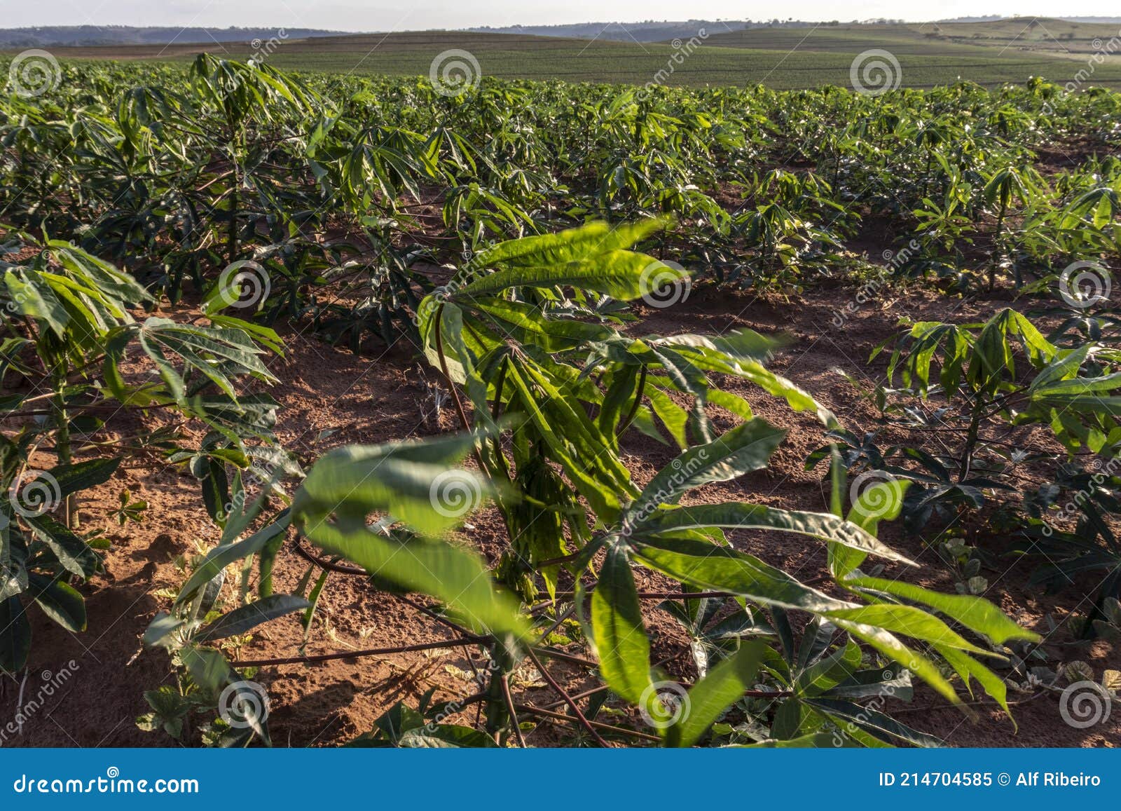 Cassava or Manioc Plant on Field Stock Image - Image of leaf, green ...