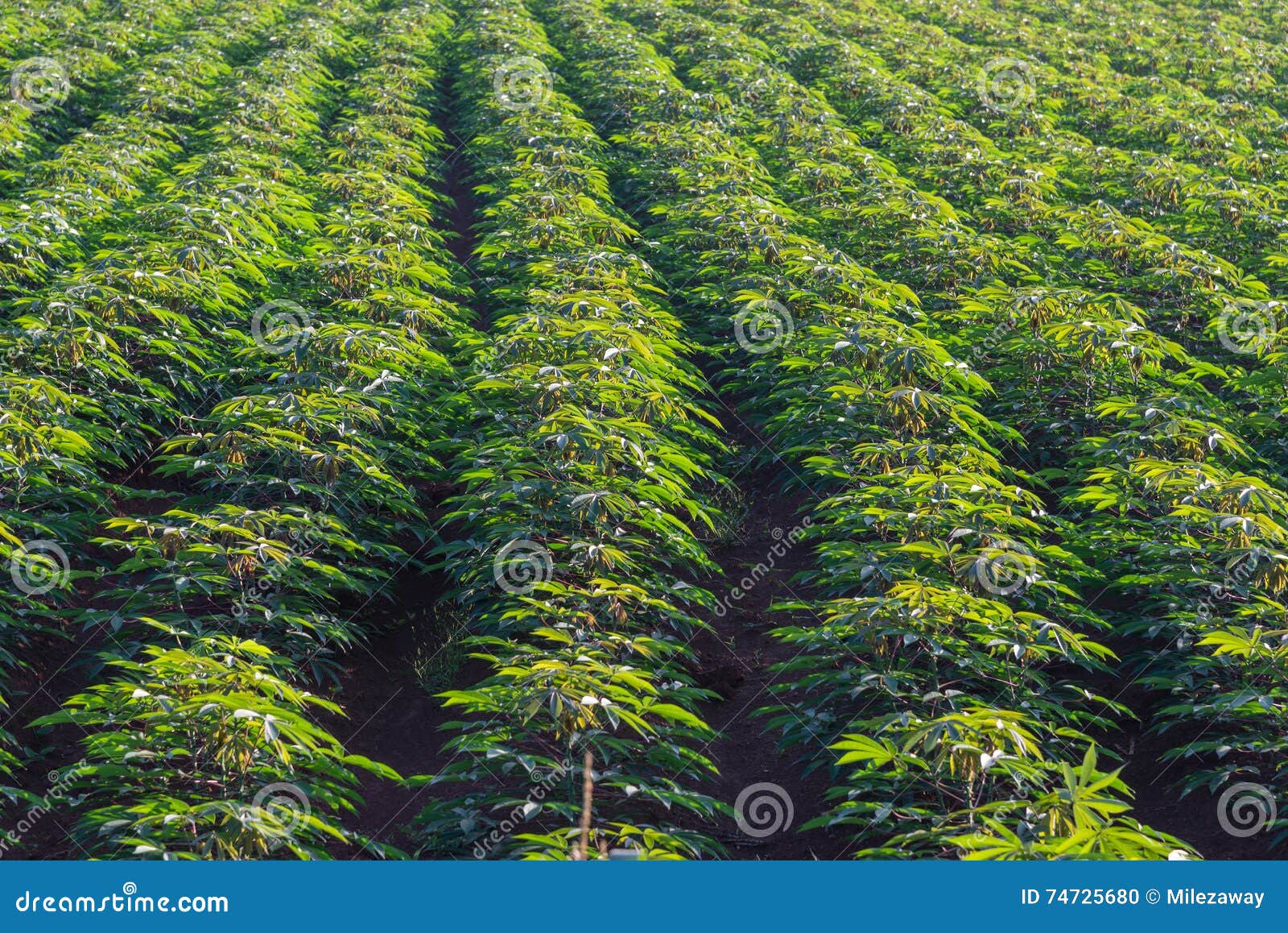 Cassava or Manioc Plant Field Stock Photo - Image of food, cultivate ...