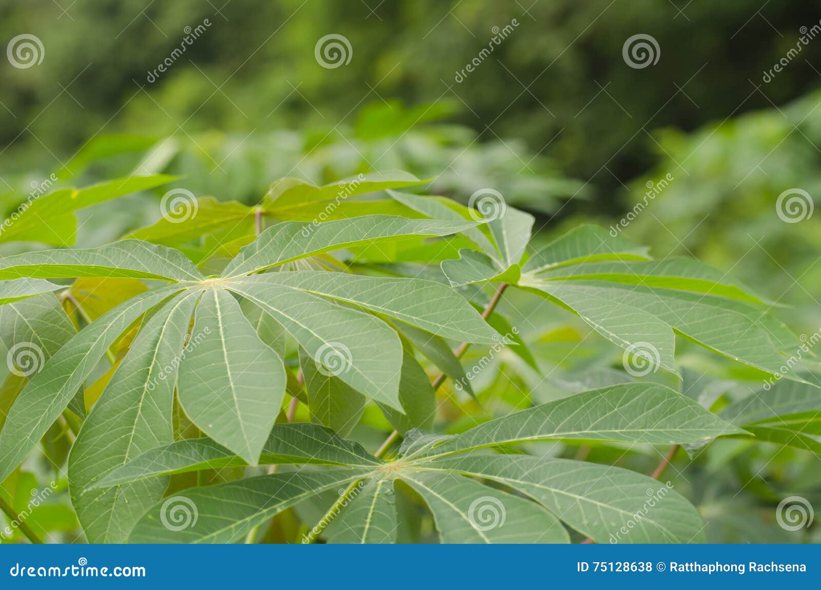 Cassava or Manioc Plant Leave in Thailand. Stock Photo - Image of ...