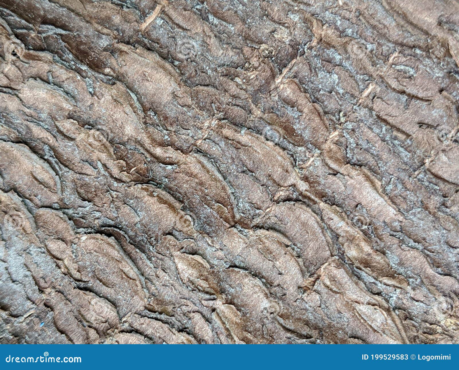 Cassava Outer Skin Texture, Top View Shot Stock Image - Image of ...