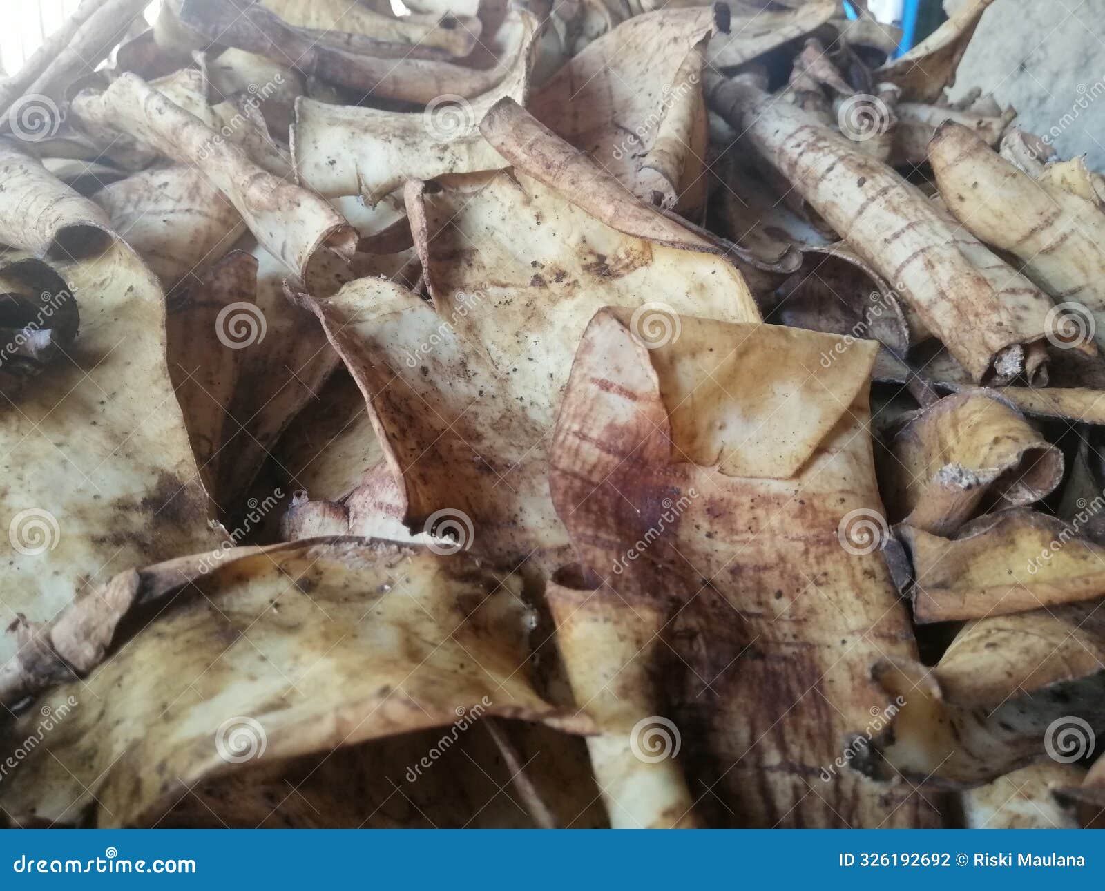 Cassava Peel Waste Scattered on the Plantation Stock Photo - Image of ...