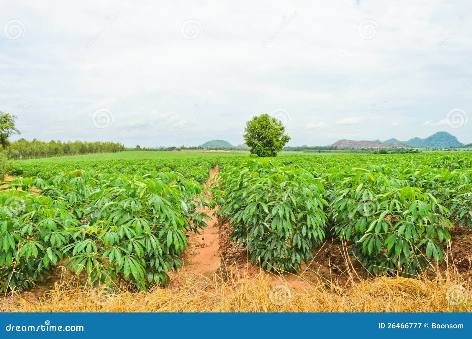 A CASSAVA PLANT GROWTH Stock Photo | CartoonDealer.com #61773084
