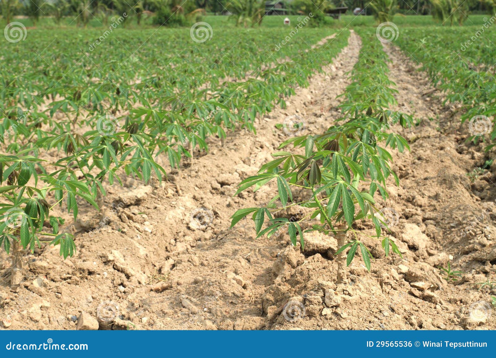 Cassava plant stock photo. Image of agriculture, plantation - 29565536