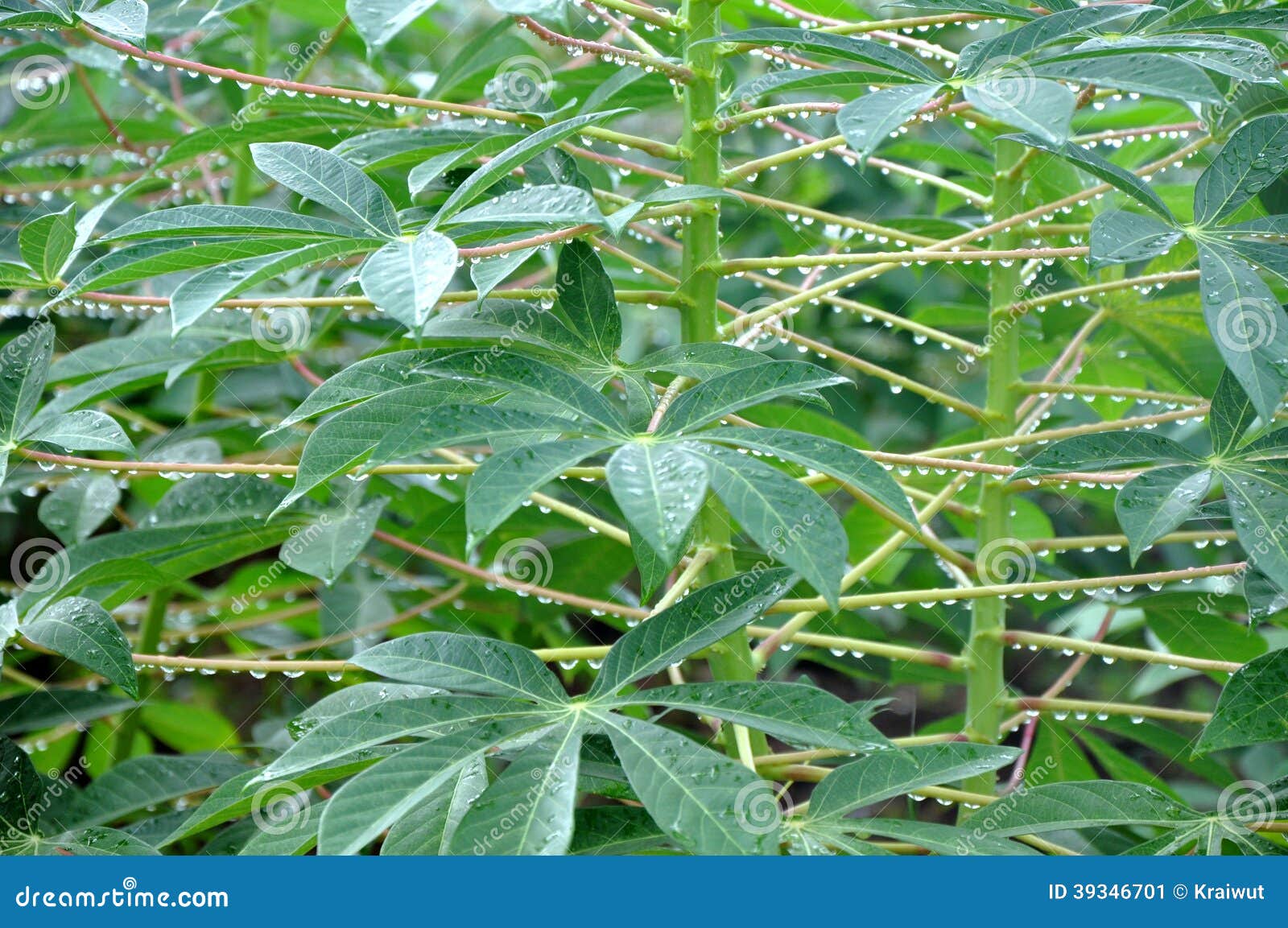 Cassava plant stock image. Image of rain, cassava, nature - 39346701