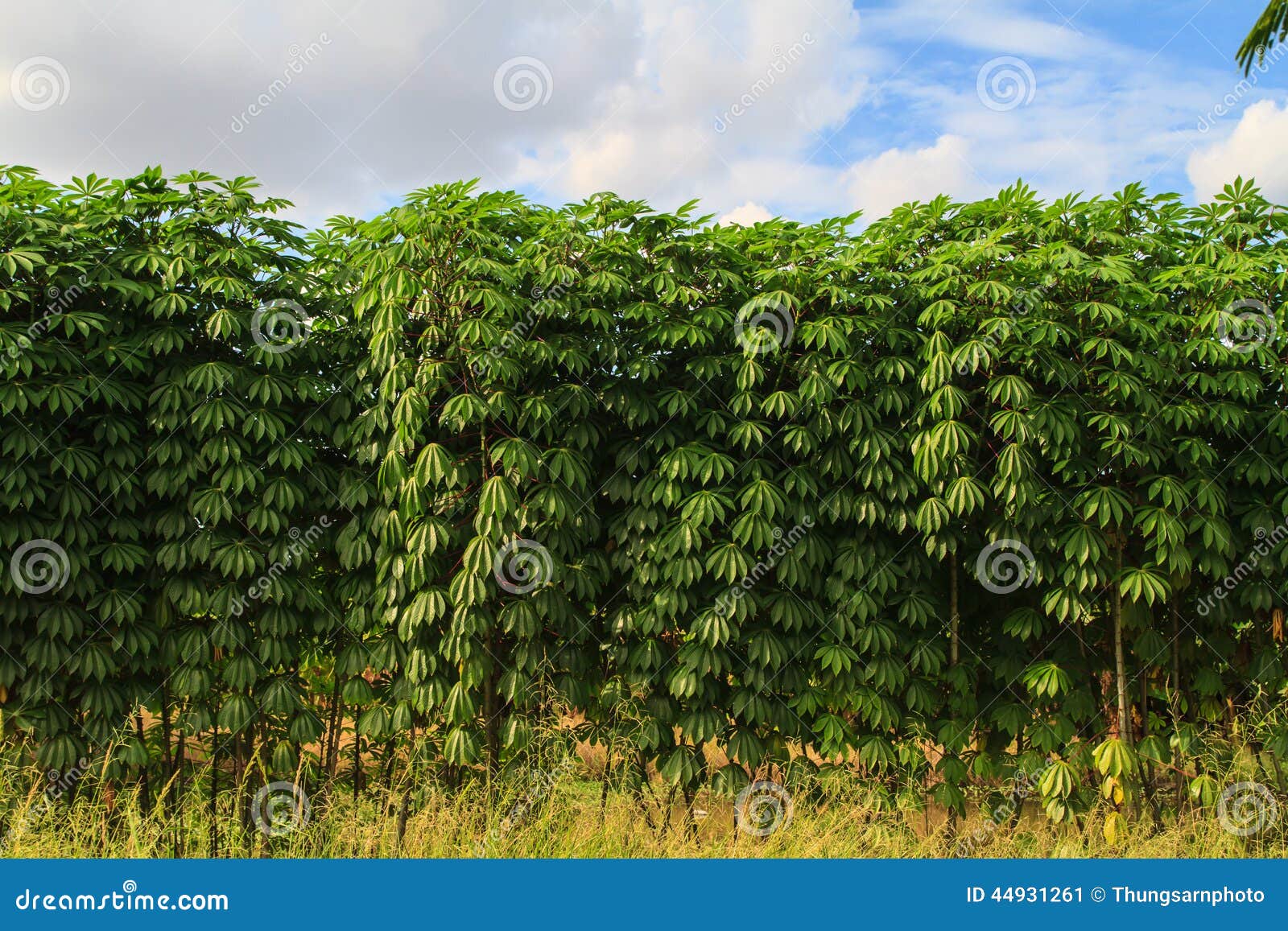 Cassava plant in the farm stock image. Image of agriculture - 44931261