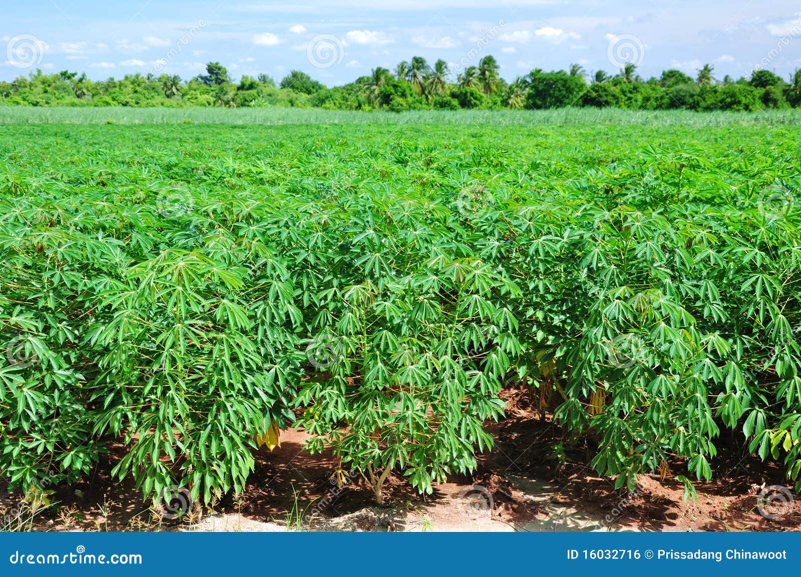 Cassava plant field. stock photo. Image of cultivate - 16032716