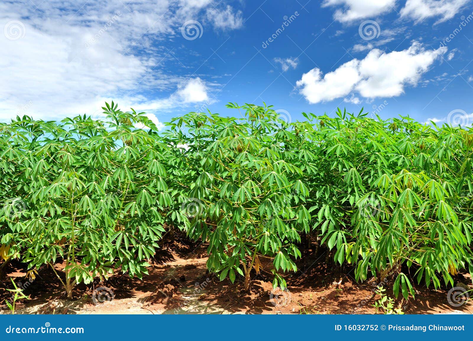 Cassava plant field. stock photo. Image of manioc, husbandry - 16032752