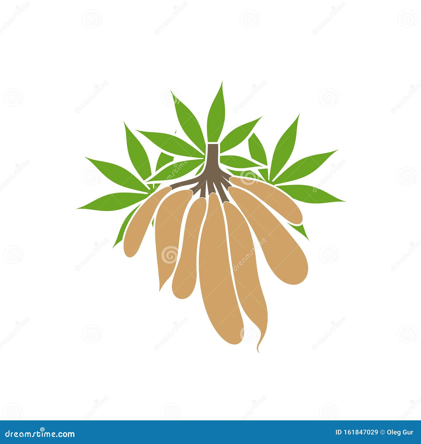 Cassava Plant Isolated Cassava On White Background Stock Vector
