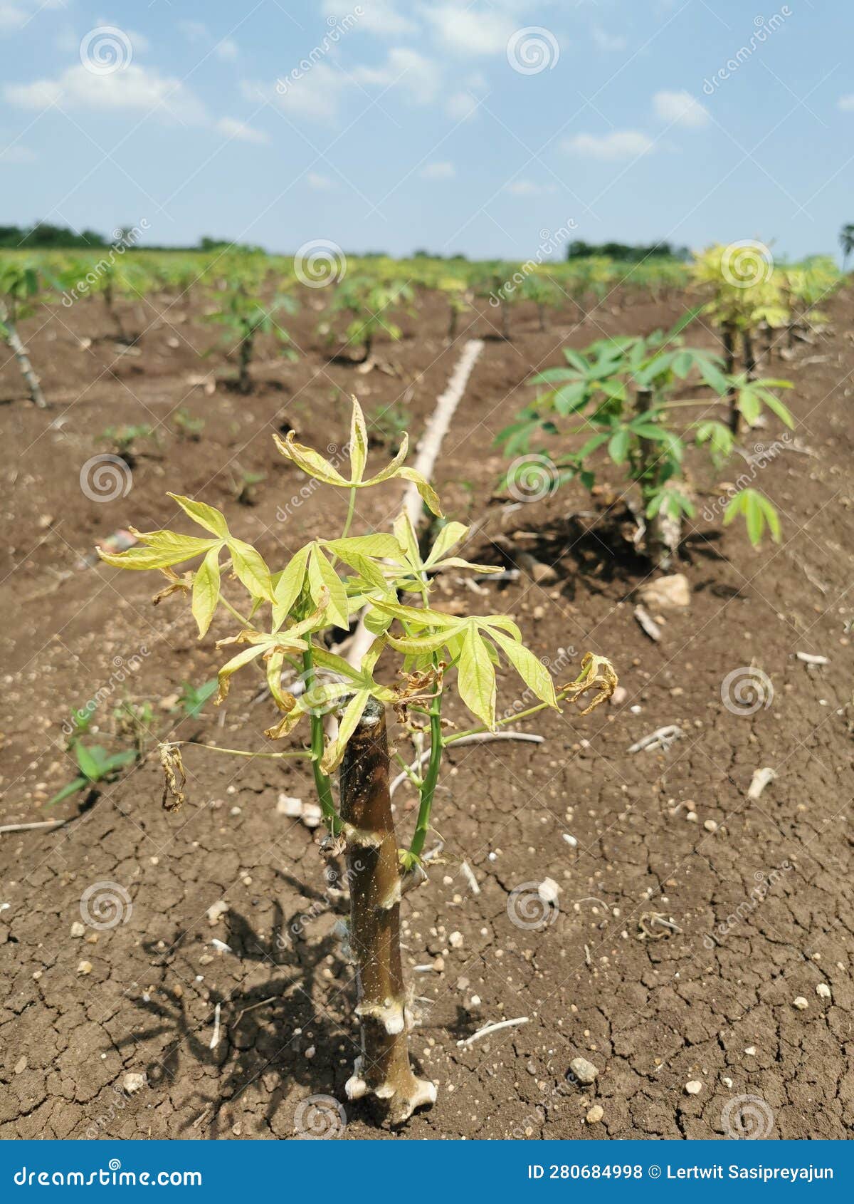 Cassava Plant Leaf Disorder Effect To Plant Growth Stock Photo - Image ...
