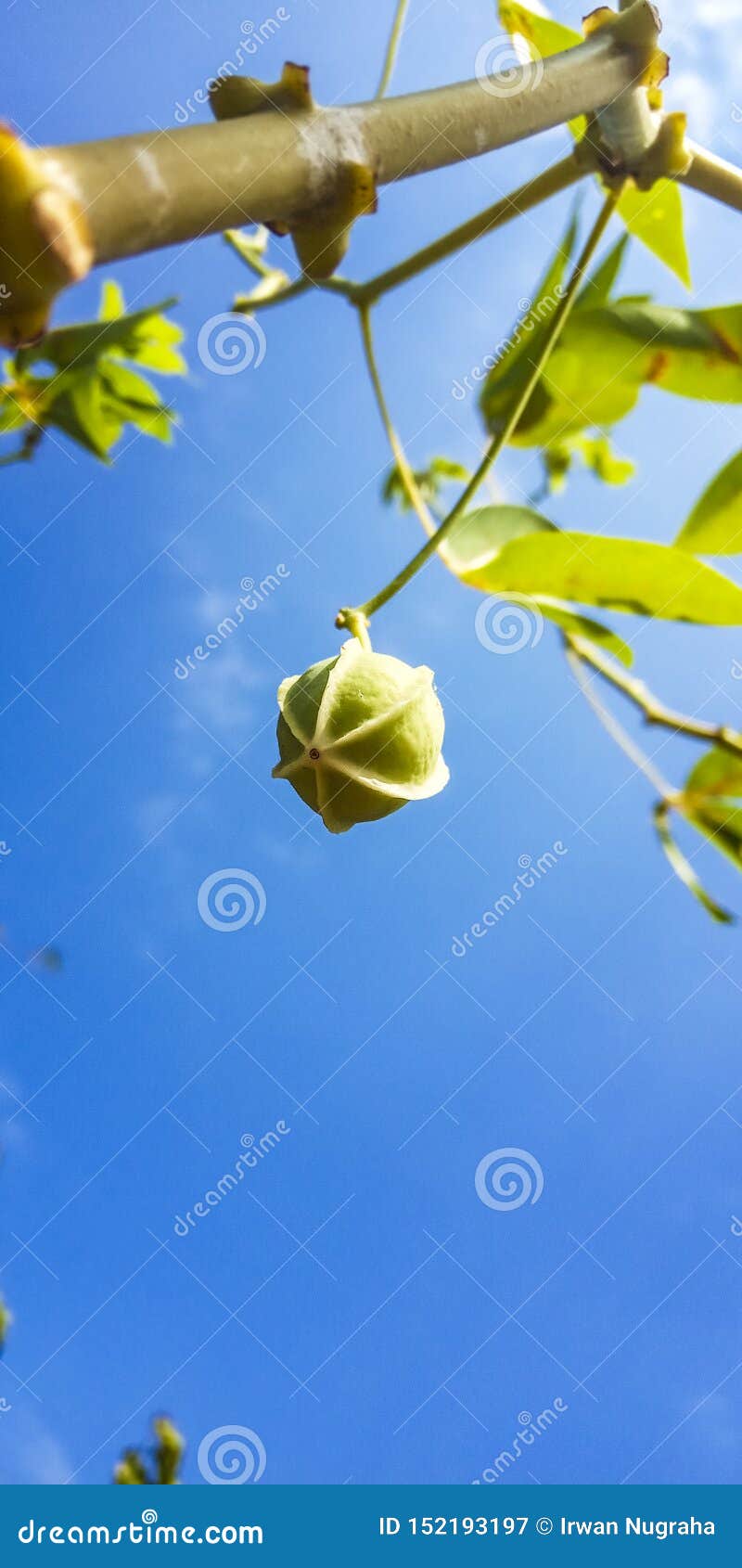 Cassava Seeds In The Field With Blue Sky In Morogoro Tanzania Stock ...