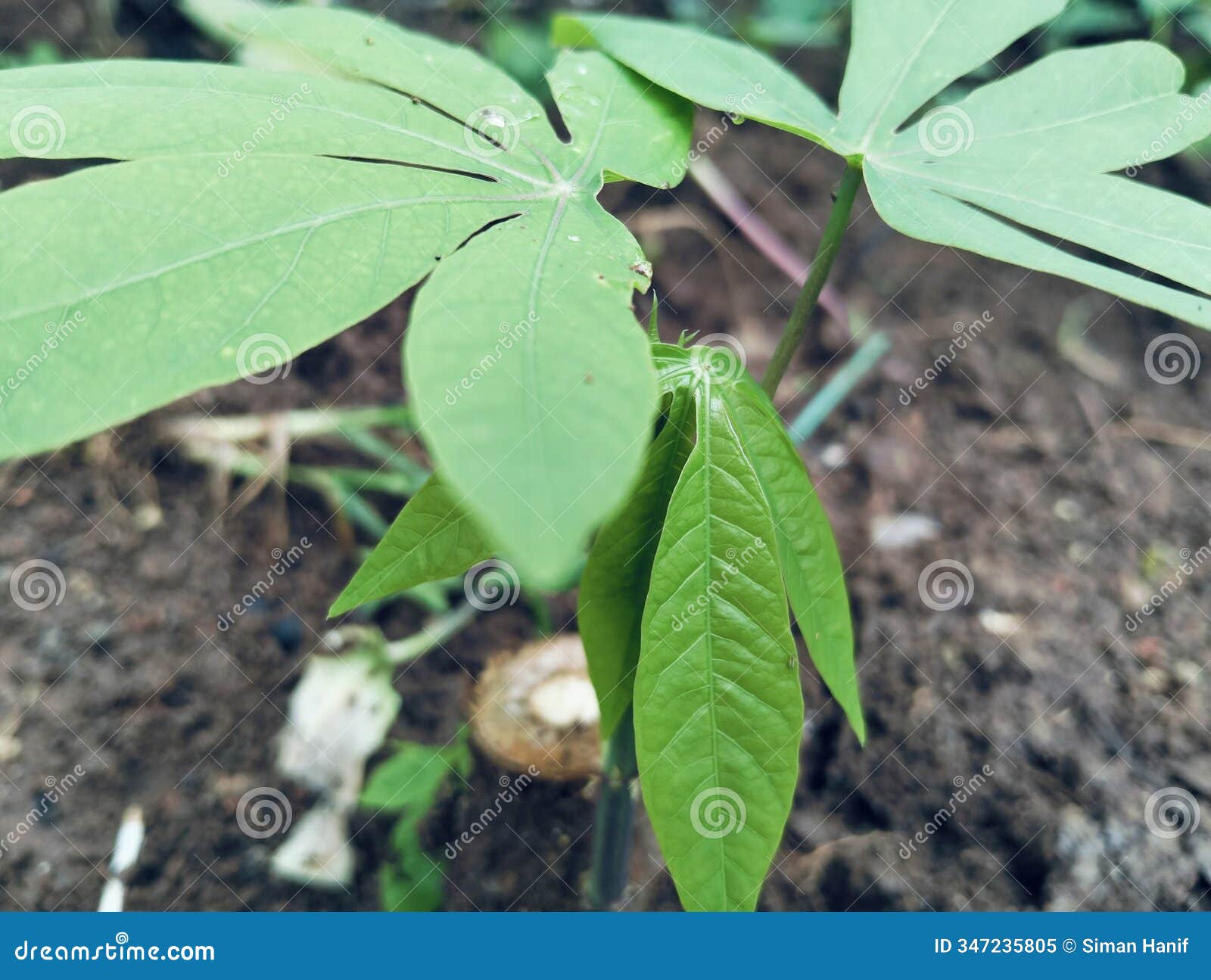 Cassava Plant Shoots Growing Stock Image - Image of cassava, plants: 347235805