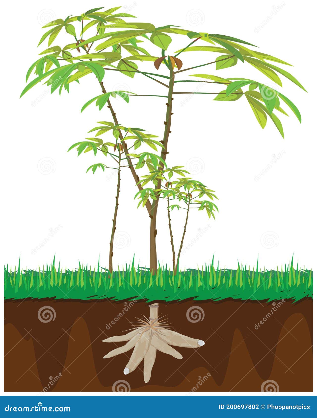 Cassava Plant on White Background Vector Stock Vector - Illustration of ...