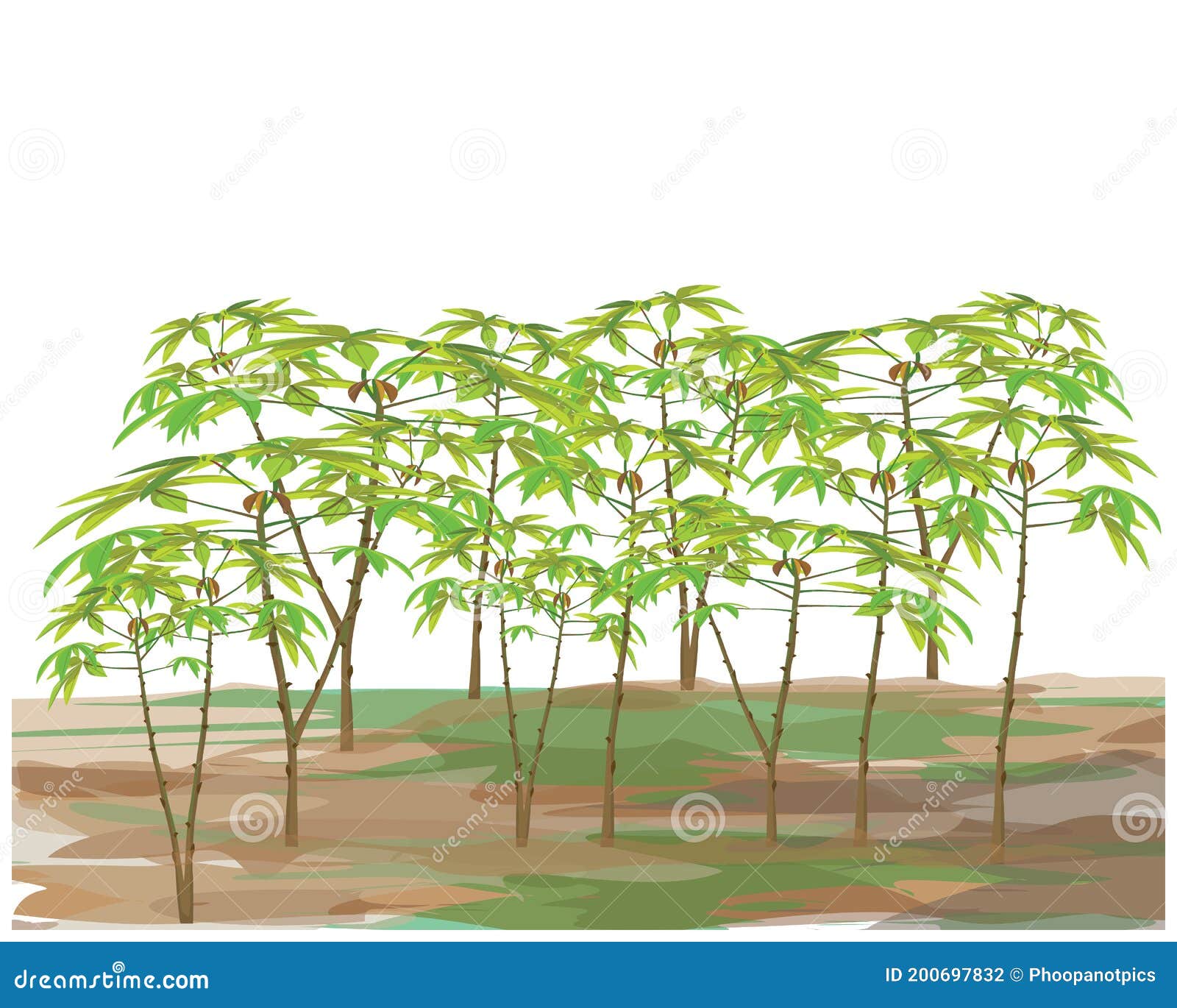 Cassava Plant on White Background Vector Stock Vector - Illustration of ...