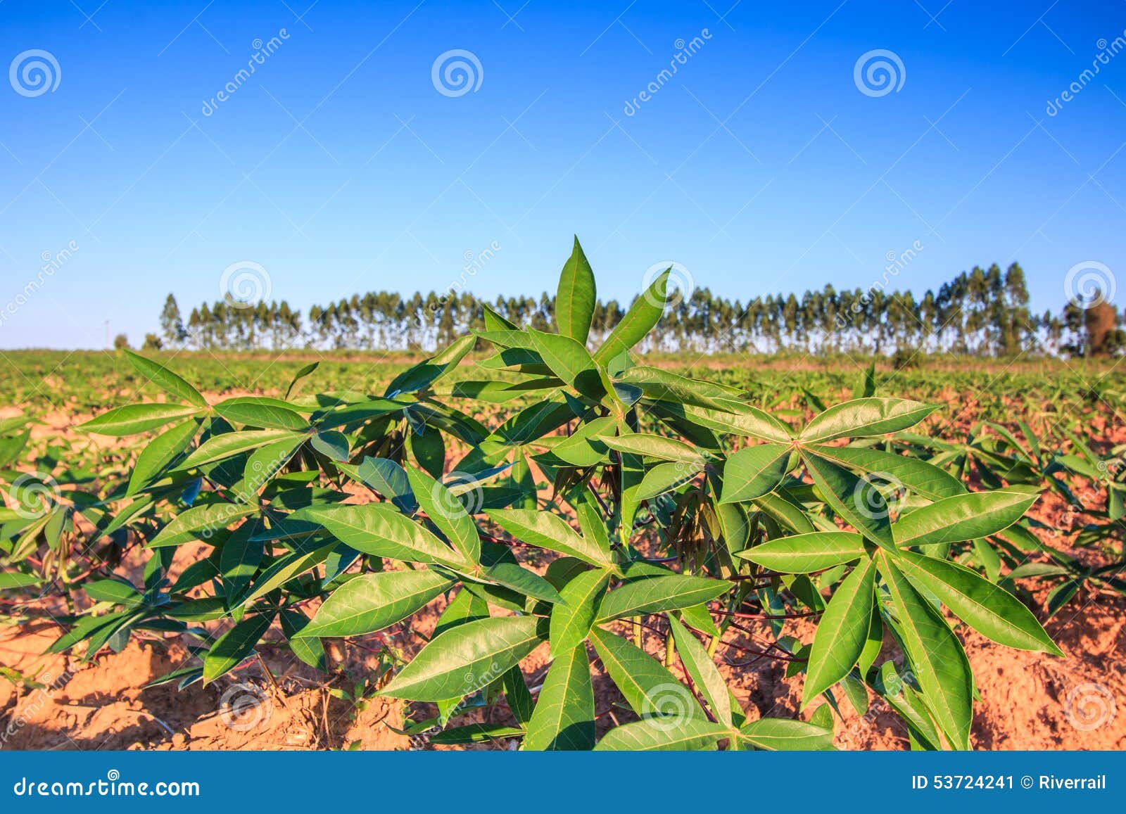 Cassava plantation stock image. Image of farmland, cultivate - 53724241